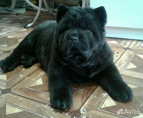 Чау-чау короткошерстный