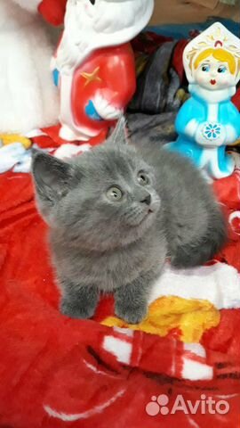 Котята британцы