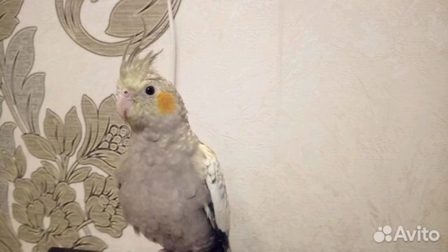 Птенец корелла самочка