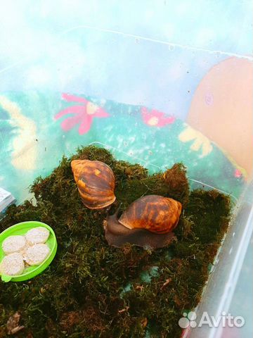 Улиточки Архахатины Маргината Сатуралис f3