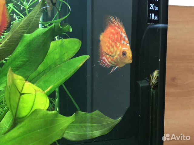 Дискусы обмен