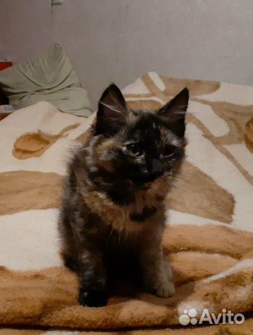 Котёнок мальчик и девочка 2,5-3 мес