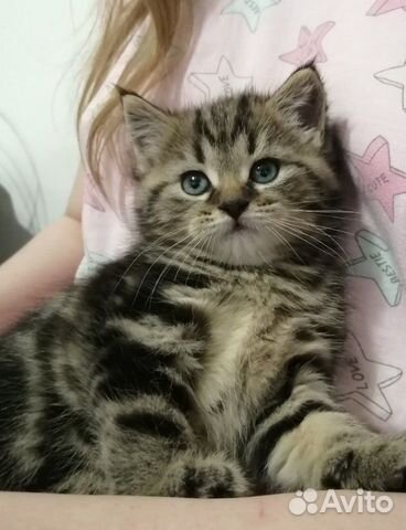 Шотландский котенок