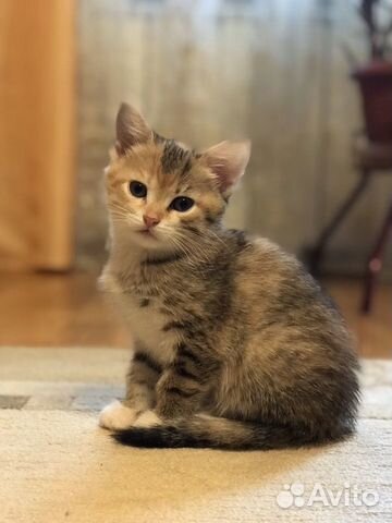 Шотландский котёнок