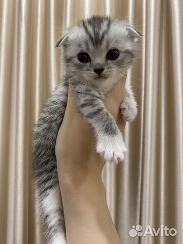 Шотландская кошечка