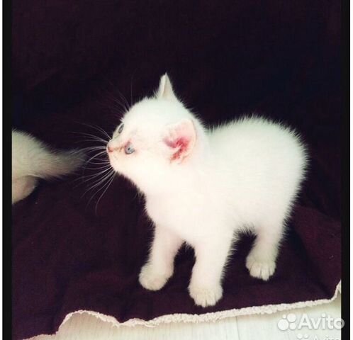 Какие котята