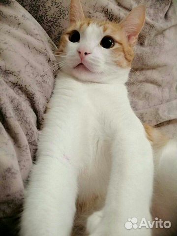 Котик