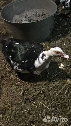 Семья индоуток