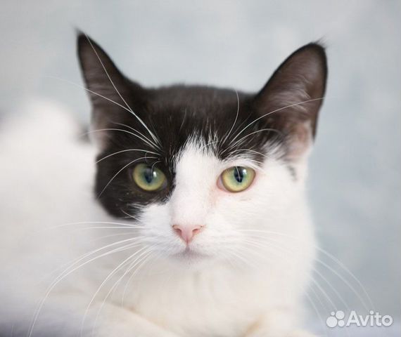 Молодая ласковая кошечка ищет семью