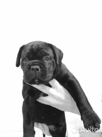 Чудо-малышка кане корсо, c шикарной родословной