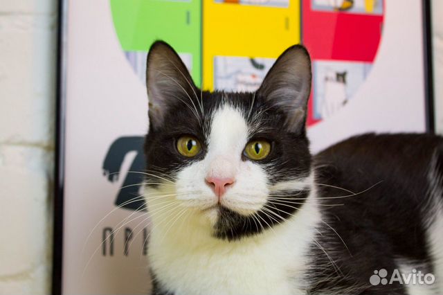 Котик Гарри, 11 месяцев (из приюта)