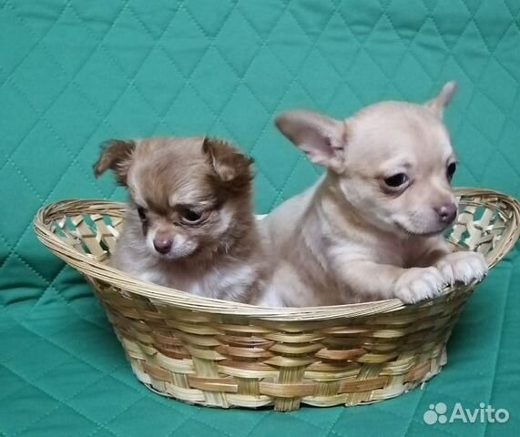 Чихуахуа. Мини