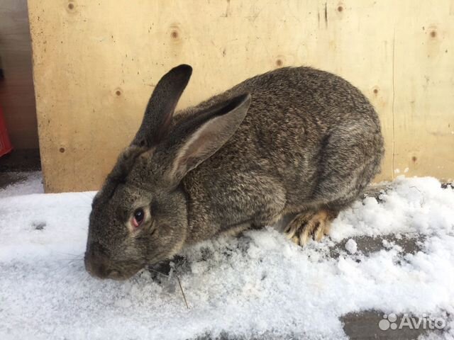 Кролик фландер самец