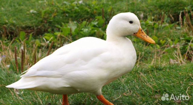 Инкубационное яйцо утка старт 53