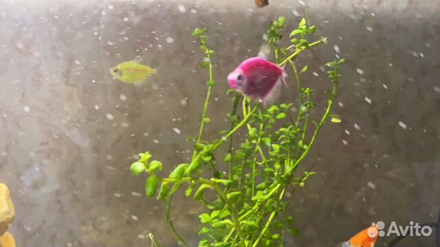 Рыбки в дар