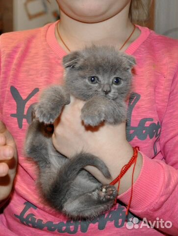 Шотландская вислоухая кошечка
