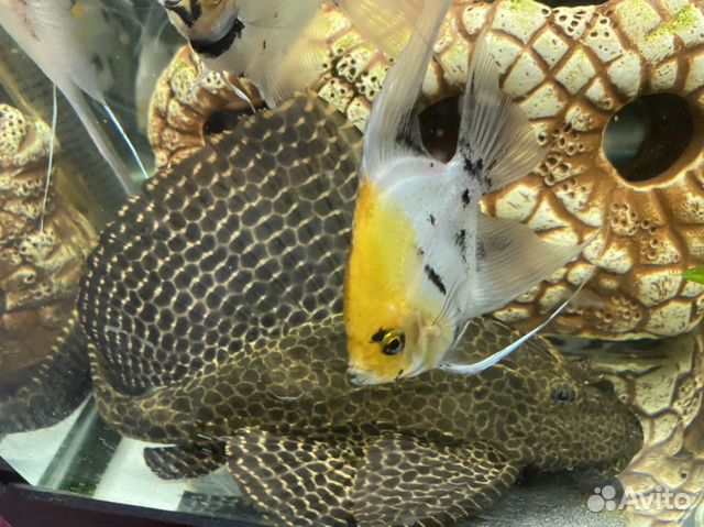 Птеригоплихт парчевый