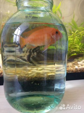 Цихлида взрослая