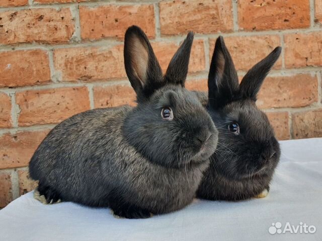 Венский голубой, Серебро,новозеландцы + малыши