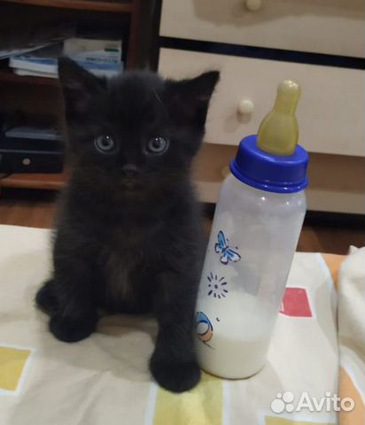 Котёнок