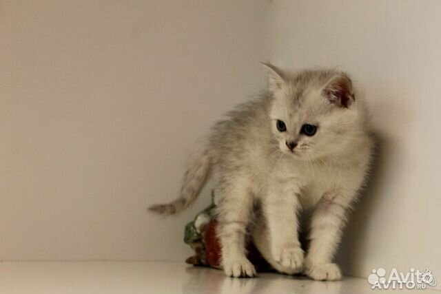 Британский котик