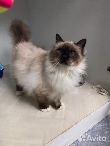 Кот в добрые руки