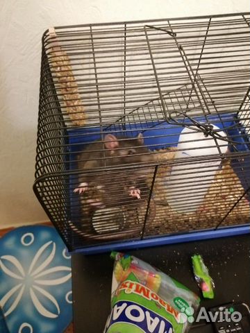 Серая декоративная крыса безвозмездно