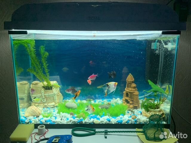 Продаю аквариум со всем содержимым