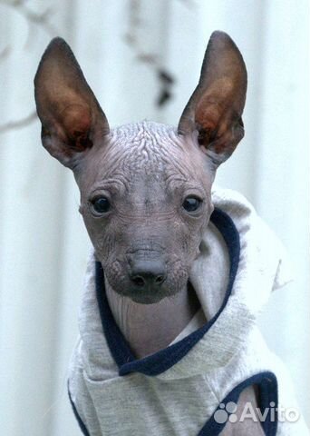 Ксолоитцкуинтли среднего размера