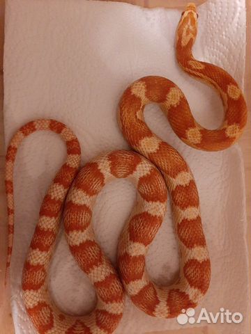 Мурка. Маисовый полоз