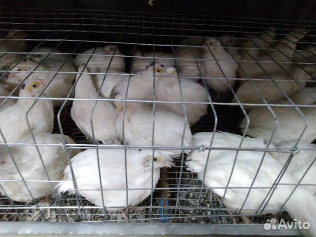 Перепел Техасский