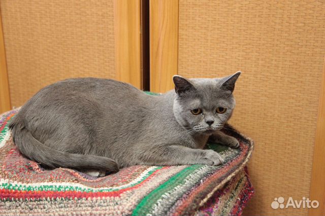 Кошка "британка" ищет хозяина