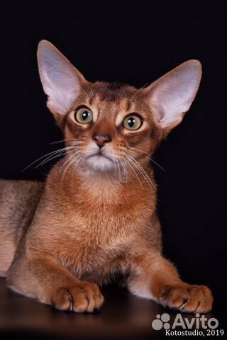 Абиссинский котик ищет невесту