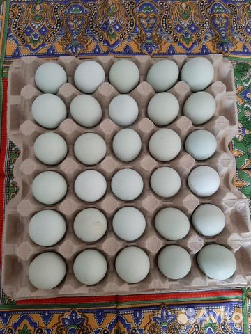 Инкубационное яйцо Ухейилюй