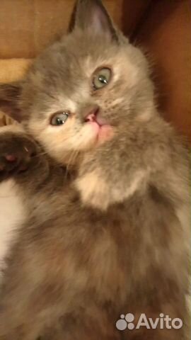 Персидские котята