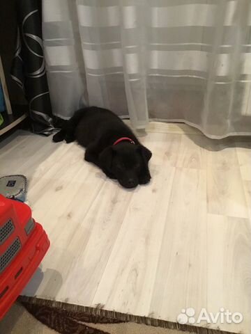 Лабрадор ретвирер