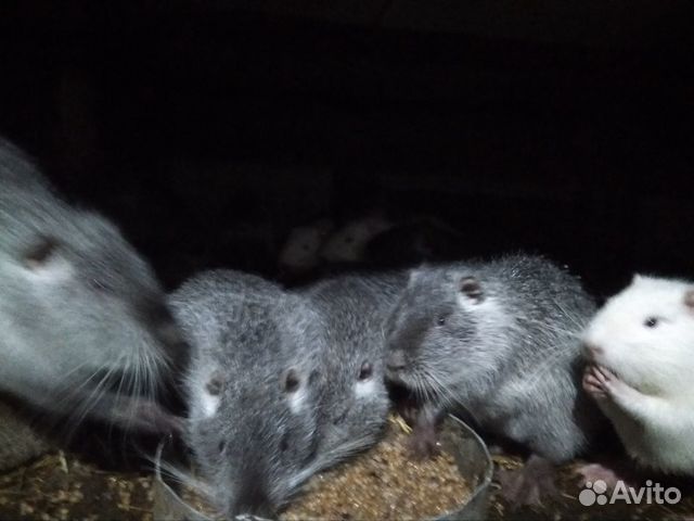Нутрии самочки
