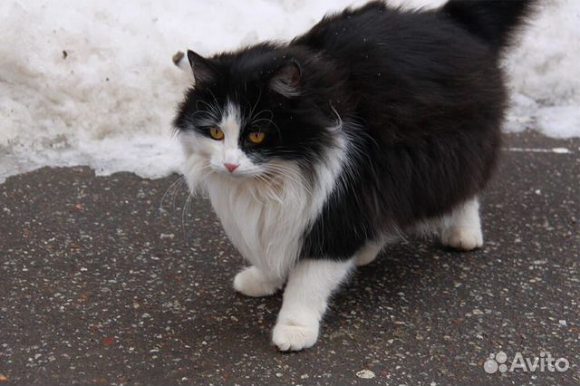 Кошка-пушистик с улицы ищет дом