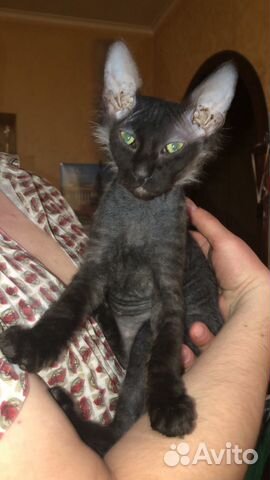Котенок Донского сфинкса