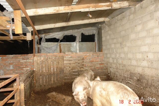 Супоросная свиноматка