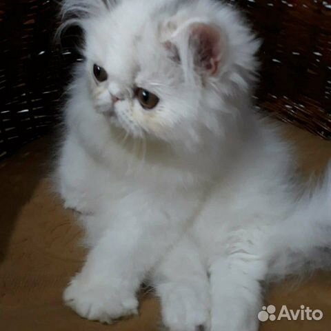 Белая роскошь