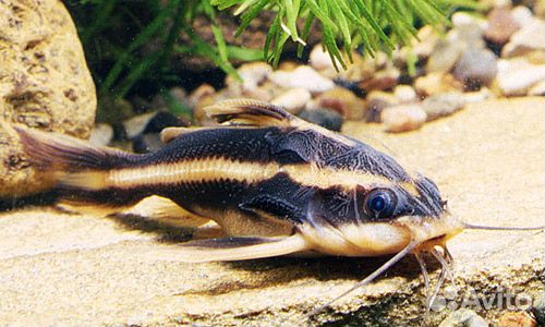 Платидорас