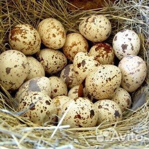 Инкубационные перепелиные яйца