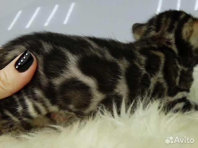 Бенгальские котята (золото, серебро, снег)