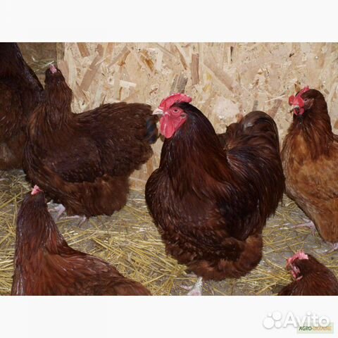 Цыплята Опингтон Красный