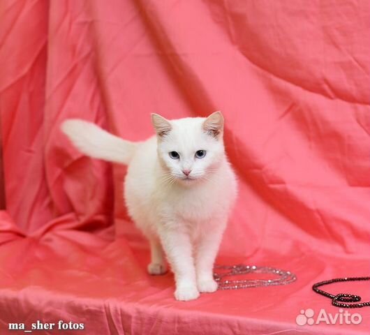 Кошка,около 3 лет