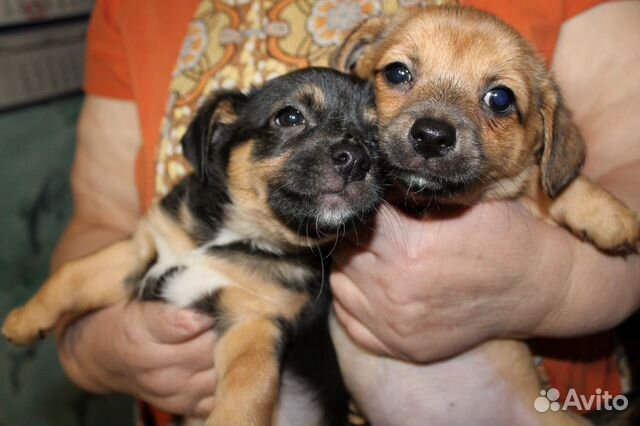 Щенки чихуа