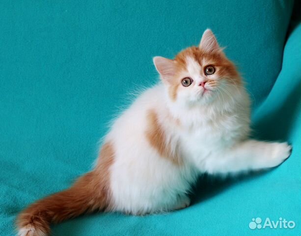 Котик как картинка (Хайленд страйт)
