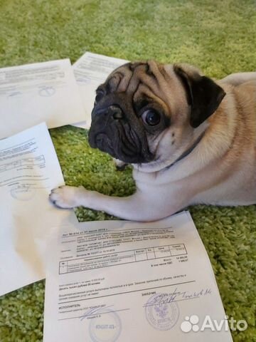 Мопс ищет невесту