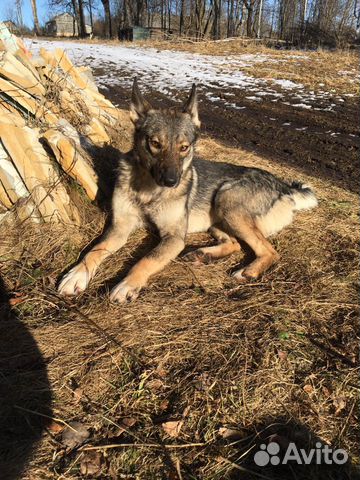 Ласковая собака Сони в добрые руки